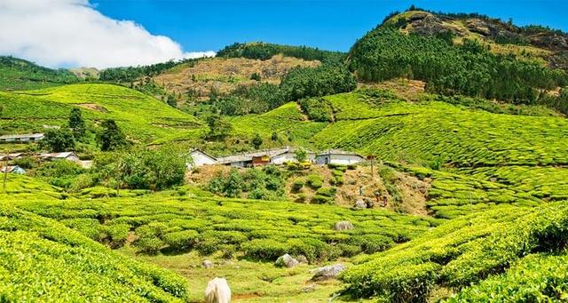 Kolukkumalai Distance to Munnar, Suryaneli, Chennai, How to Reach